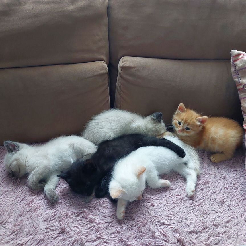 Котята в добрые руки,даром.От кошки-мышеловки