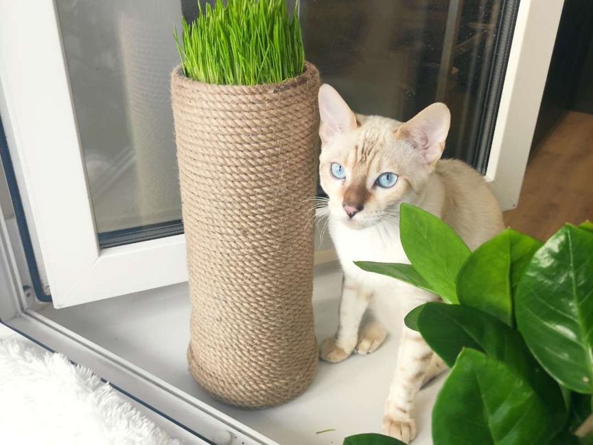 Котики (когтедралка, лежак, мята и др.)