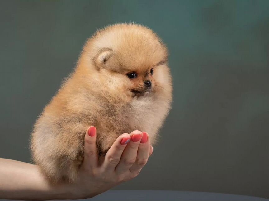 Померанский той шпиц