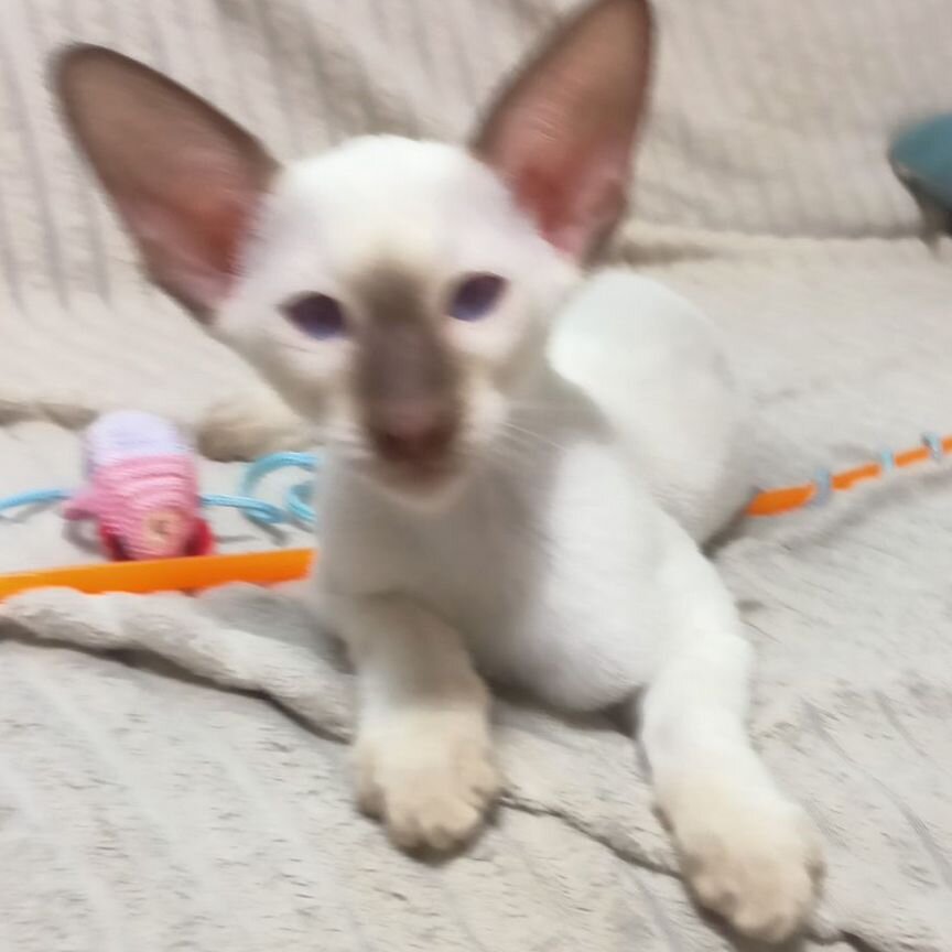 Котенок ориентальной породы