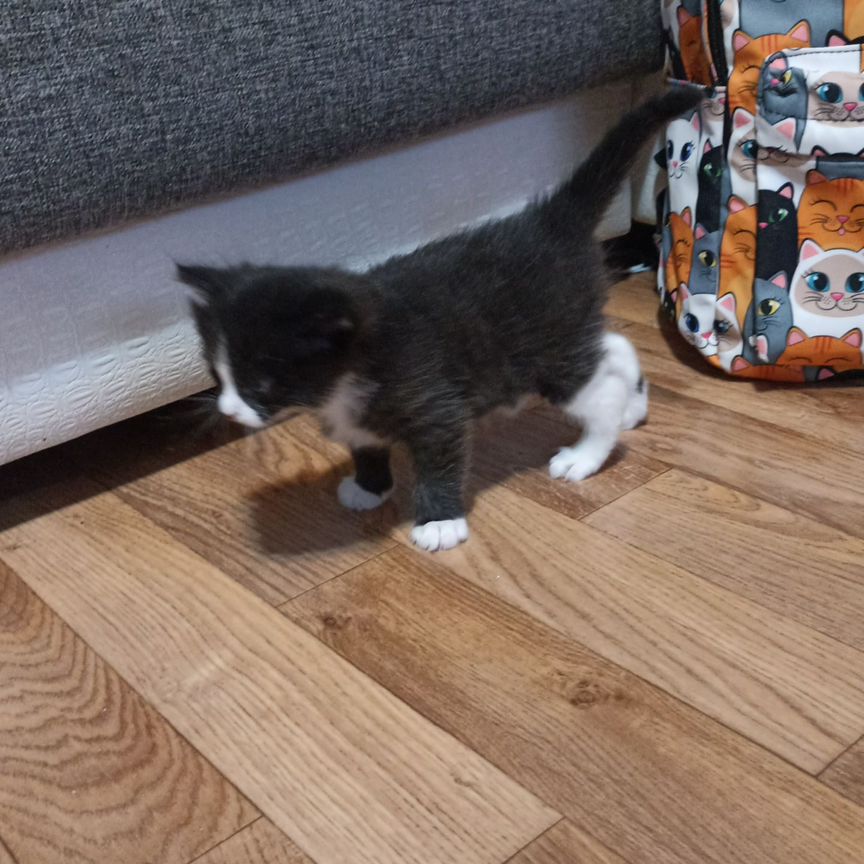 Отдам котёнка девочка, крупная. Первый окот