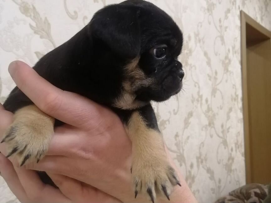Французский бульдог