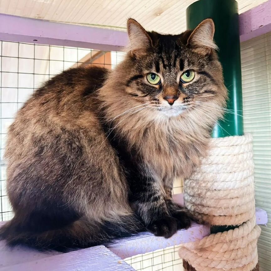 Сибирская, взрослая кошка