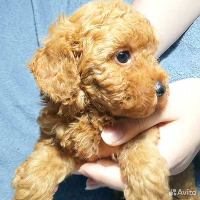 Той-пудель мини