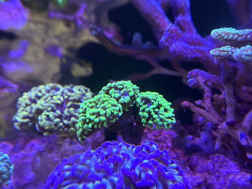 Морские кораллы