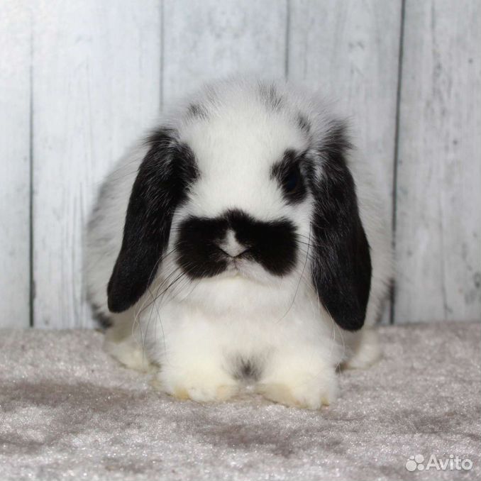 Мальчик минилоп черно/белый