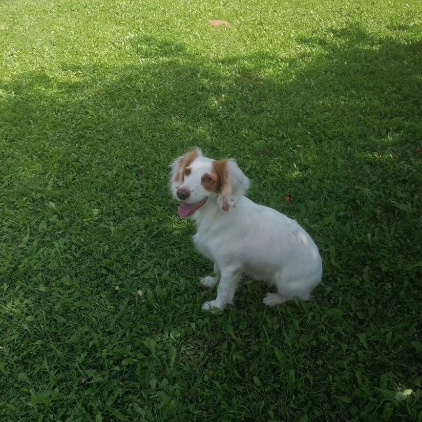 Спаниель в добрые руки