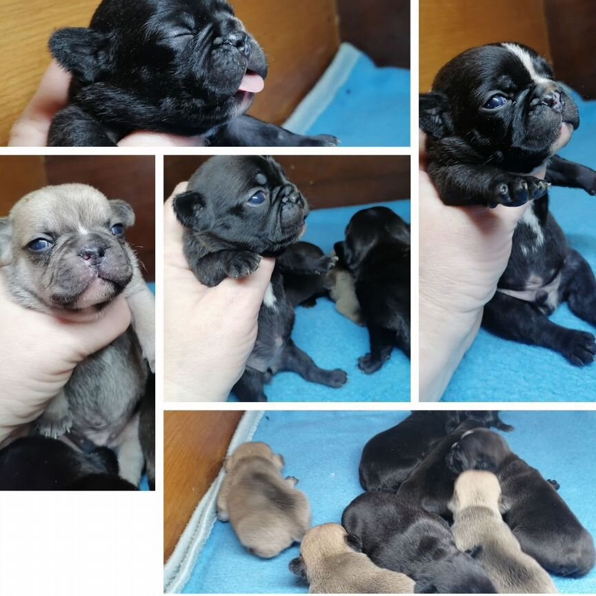 Резерв Щенков