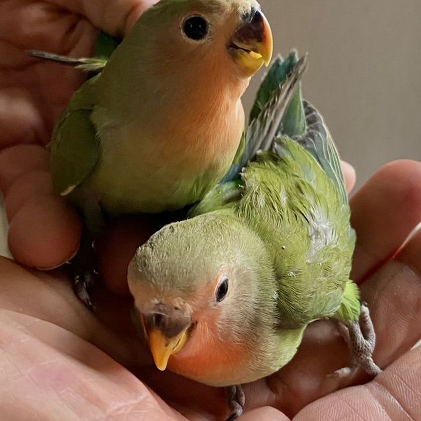 Попугаи выкормыши