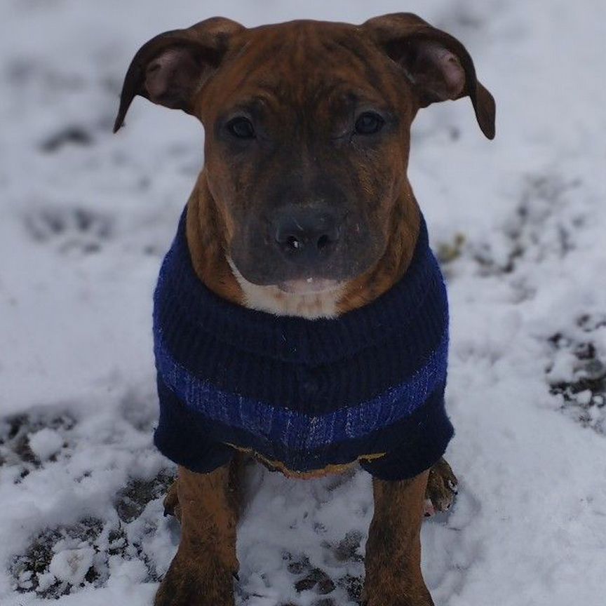 Американский стаффордширский терьер, щенок