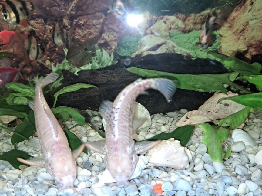 Сом "Таракатум"