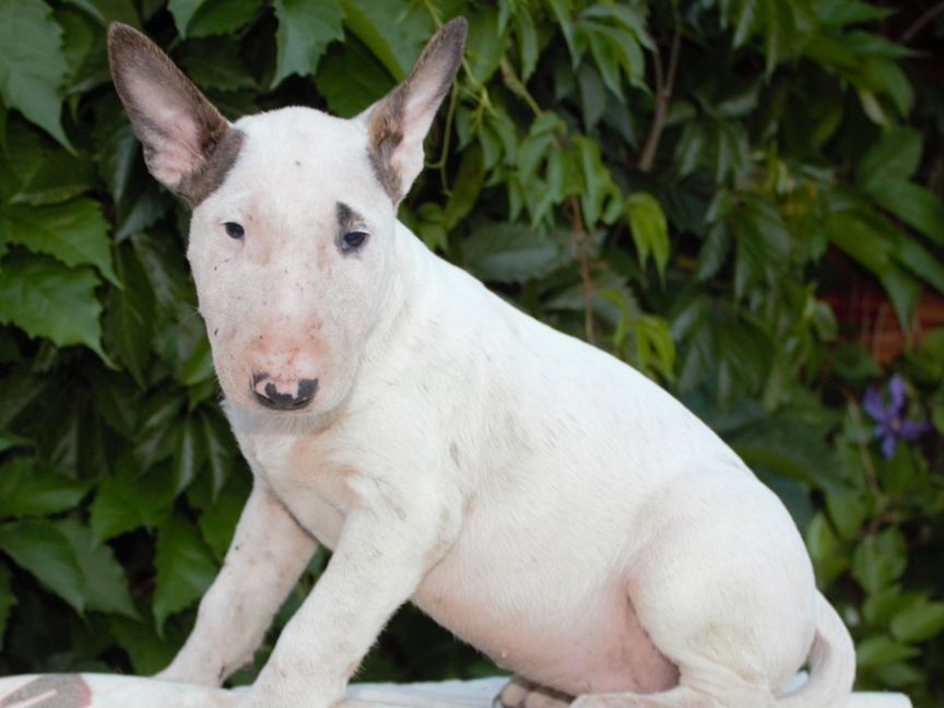 Булочки стандартные