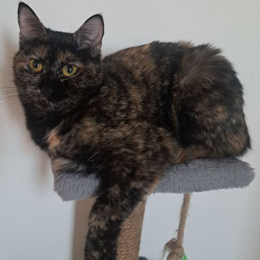 Взрослая кошка в добрые руки