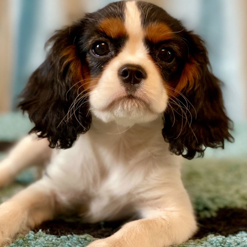 Кавалер кинг-чарльз-спаниель, щенок