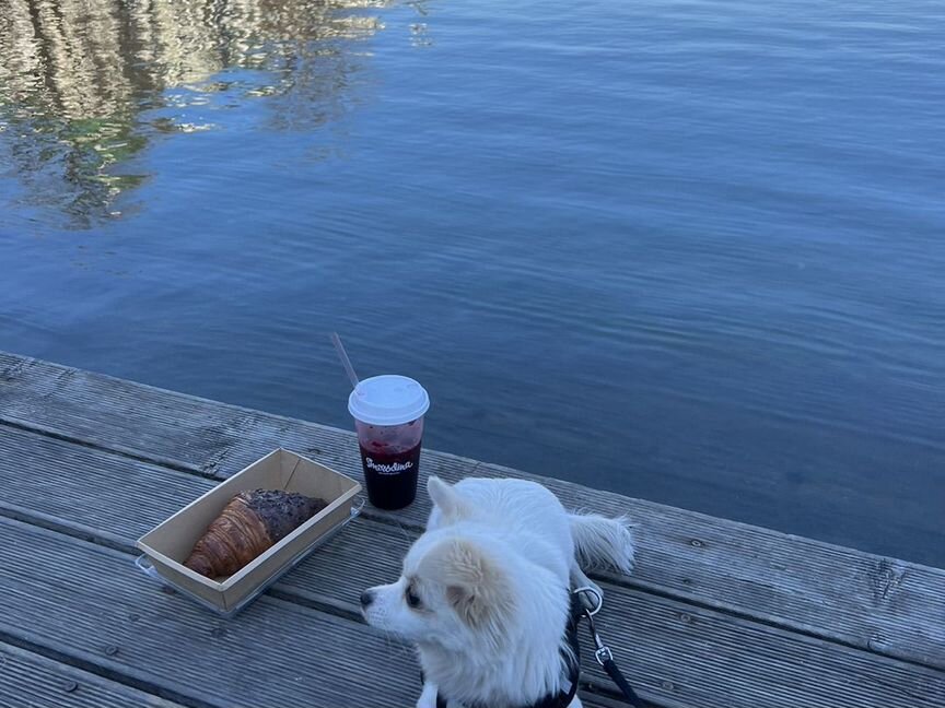 Длинношерстная чихуахуа