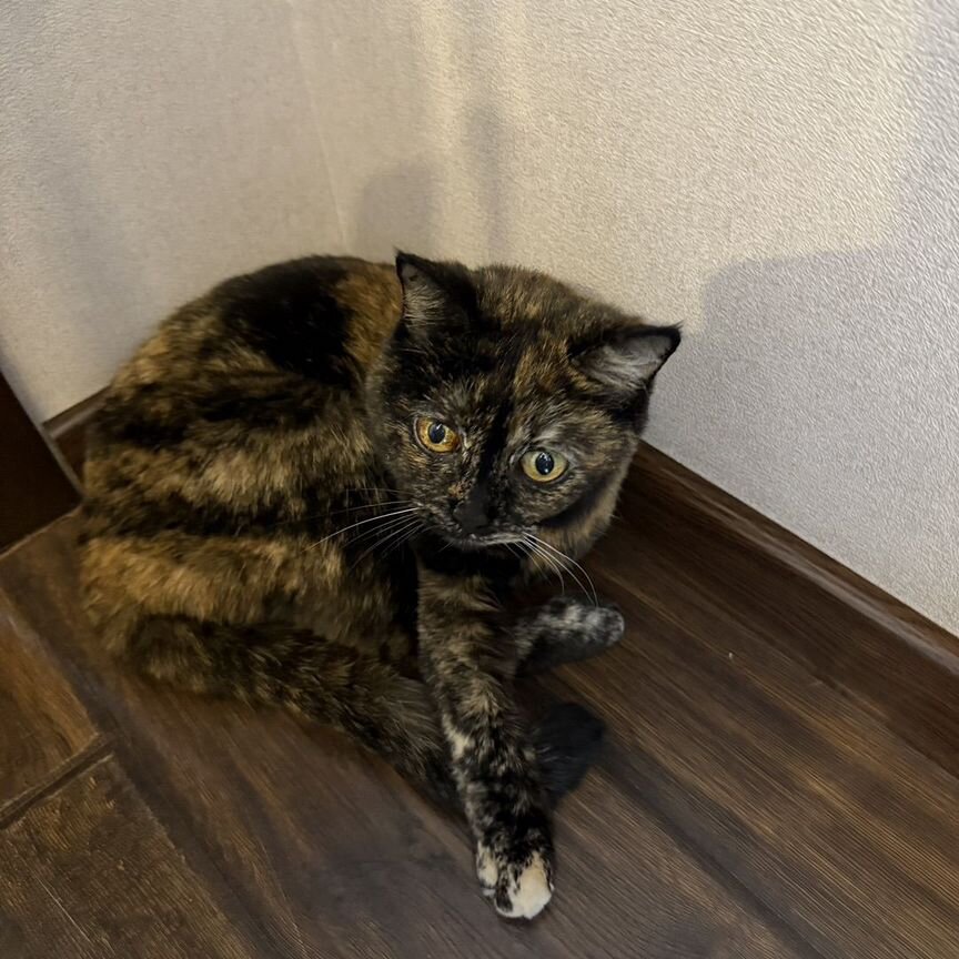Отдам кошку в добрые руки бесплатно
