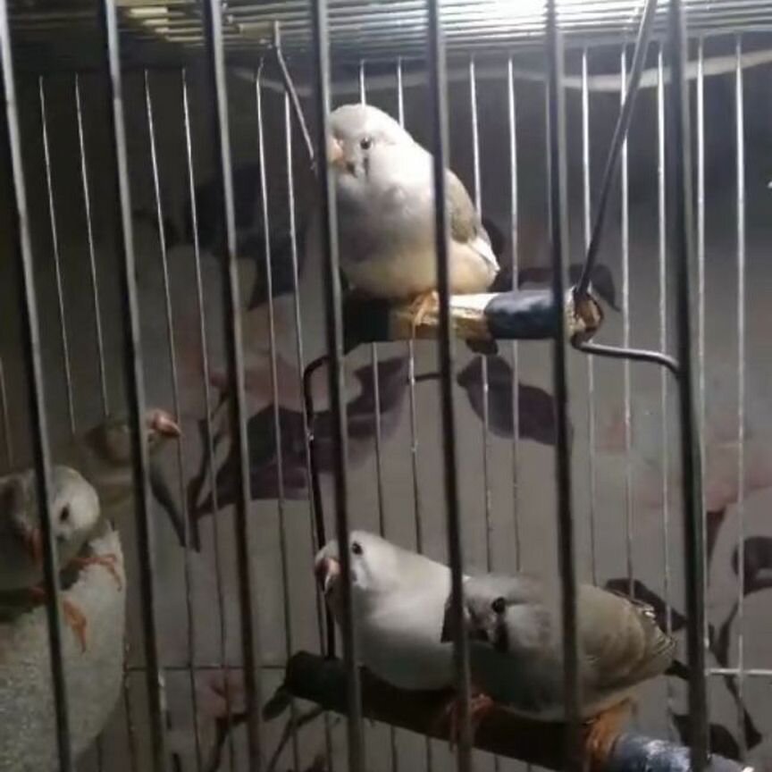 Амадины зебровые