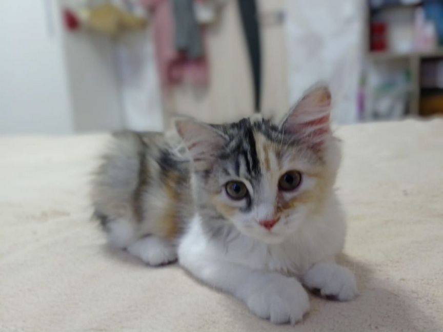 Кошечка красотуля ищет дом и семью