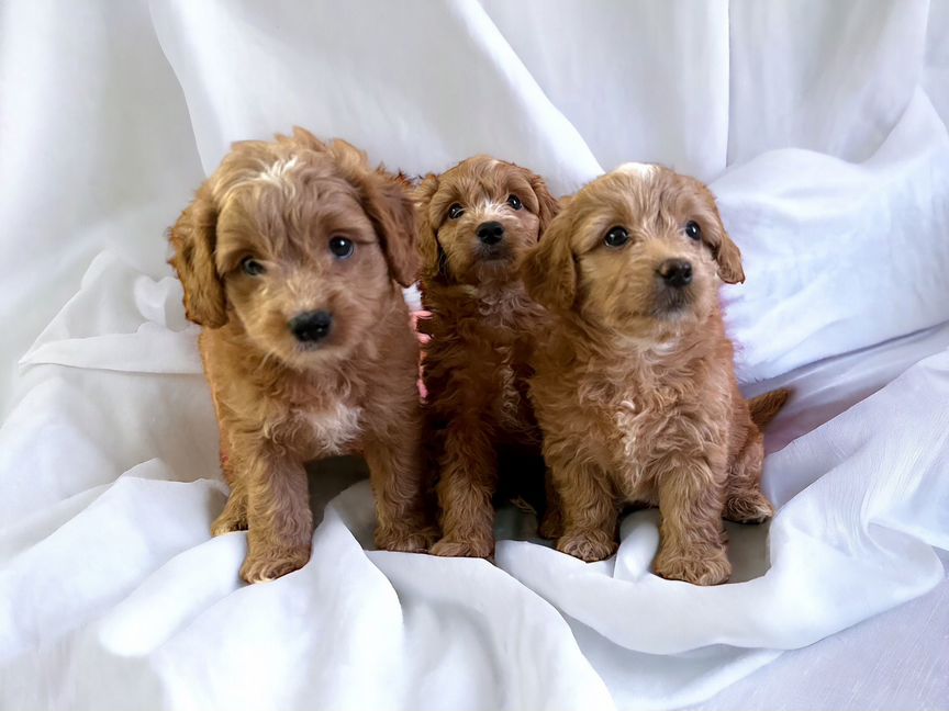 Мальтипу щенки