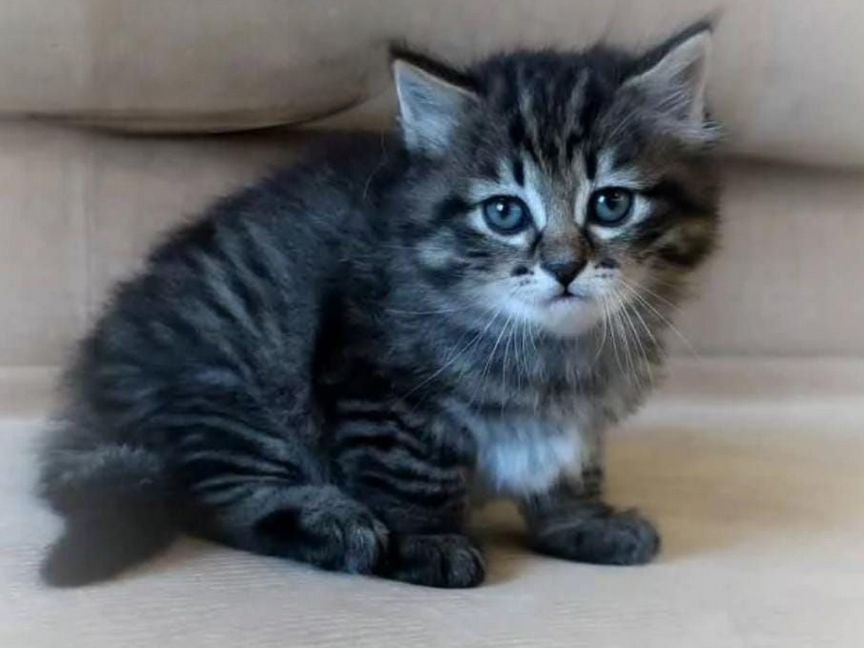 Шикарные сибиряки