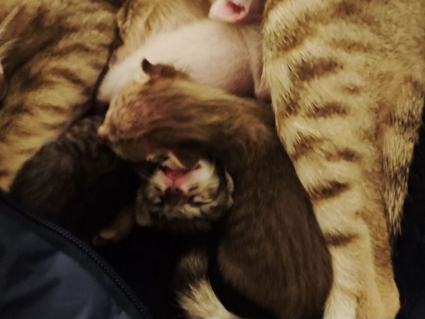 Ориентальная кошка