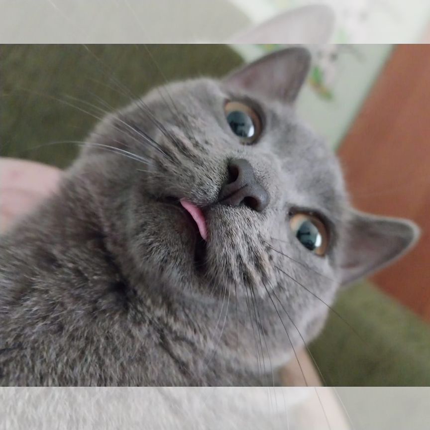 Отдам бесплатно котика в хорошие руки