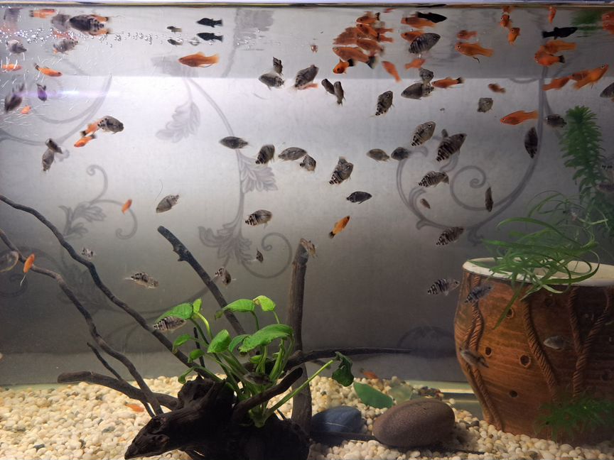 Аквариумные рыбки и растения
