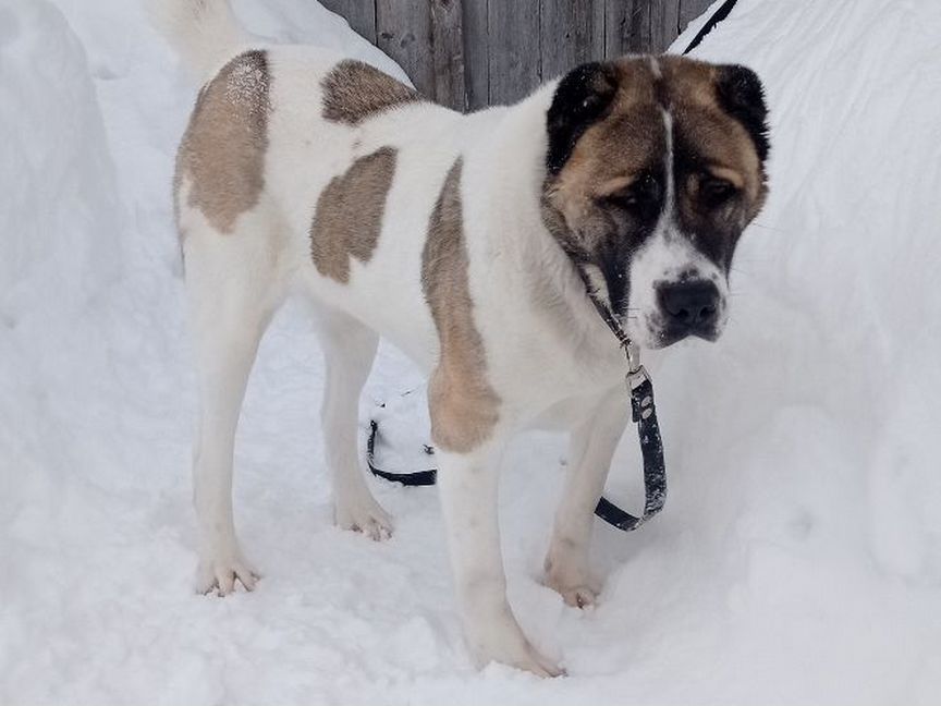 Собака алабай бесплатно