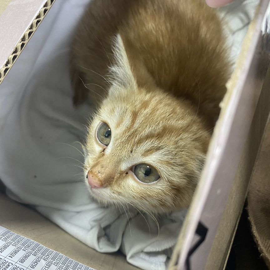 Домашние животные котята