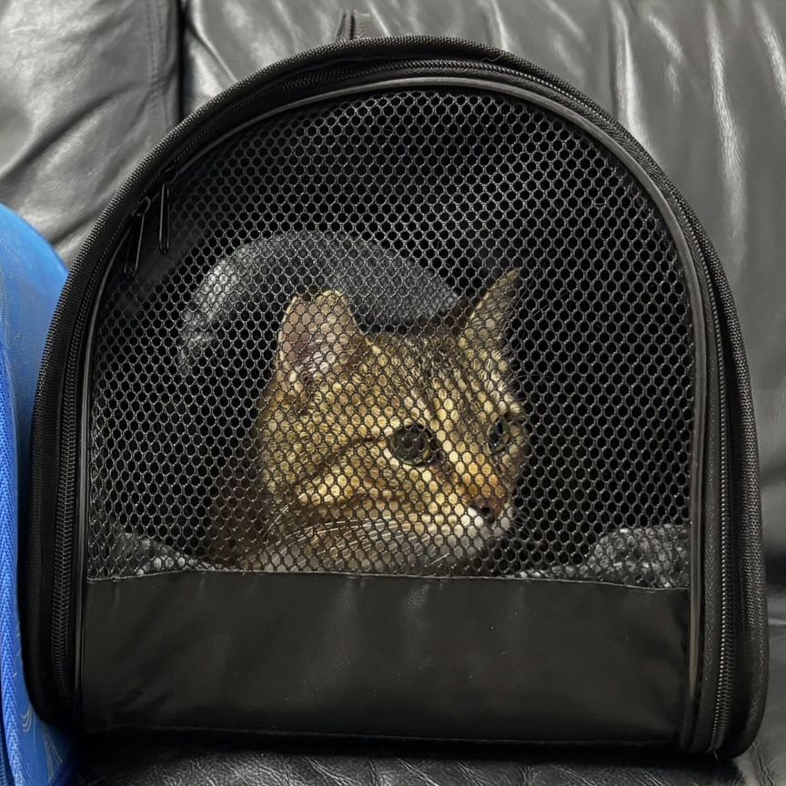 Переноска для животных