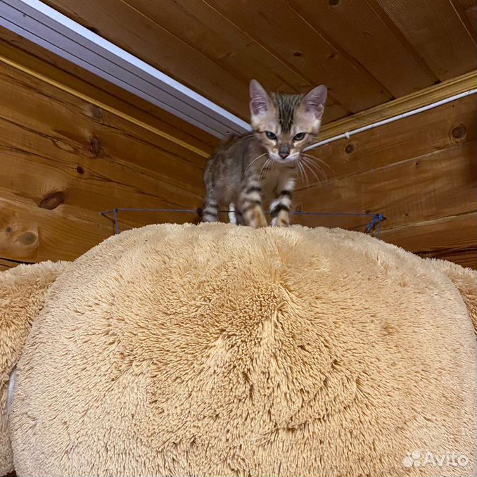 Кошка бенгалка