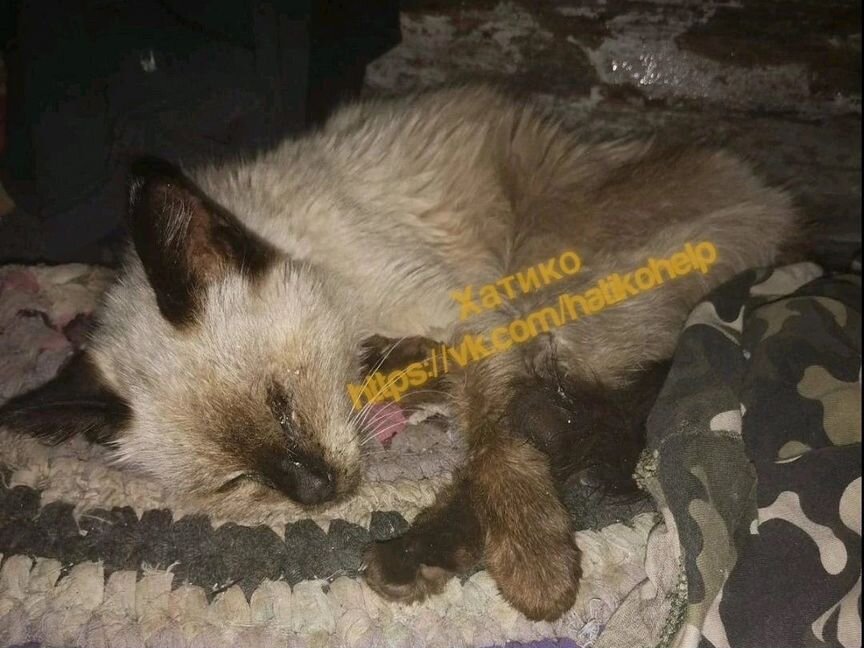 Кошка найдена на дачах