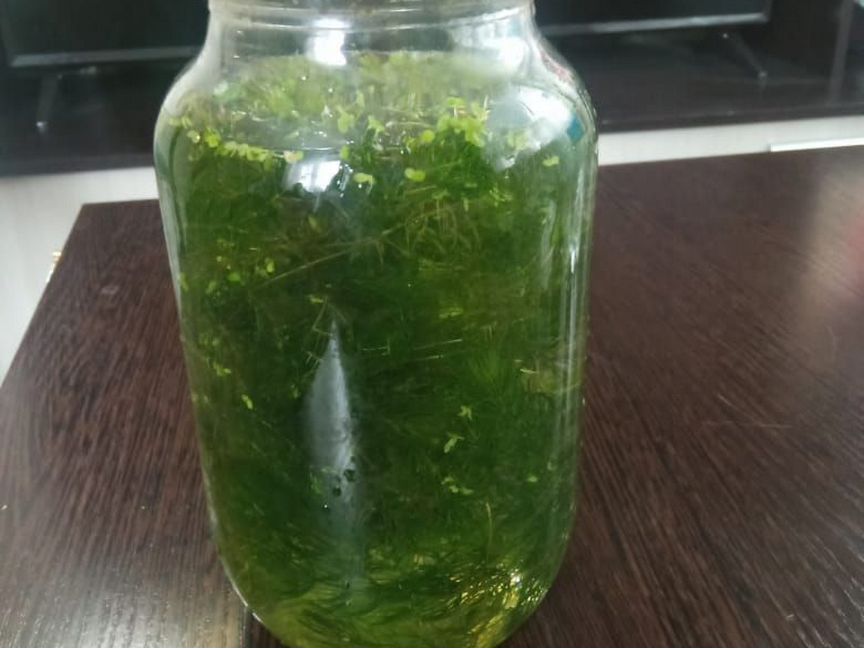 Роголистник и ряска