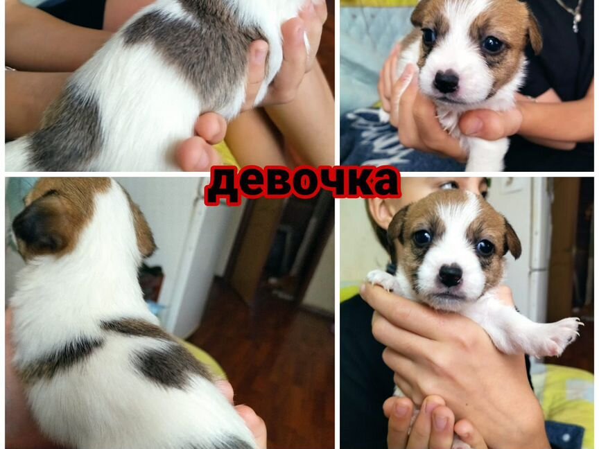 Джеки гладкошерстные и гиппоалергенные брокен лайт