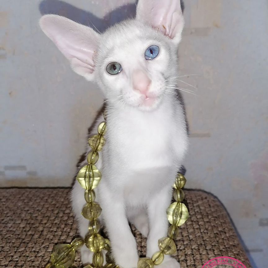 Ориентальные котята