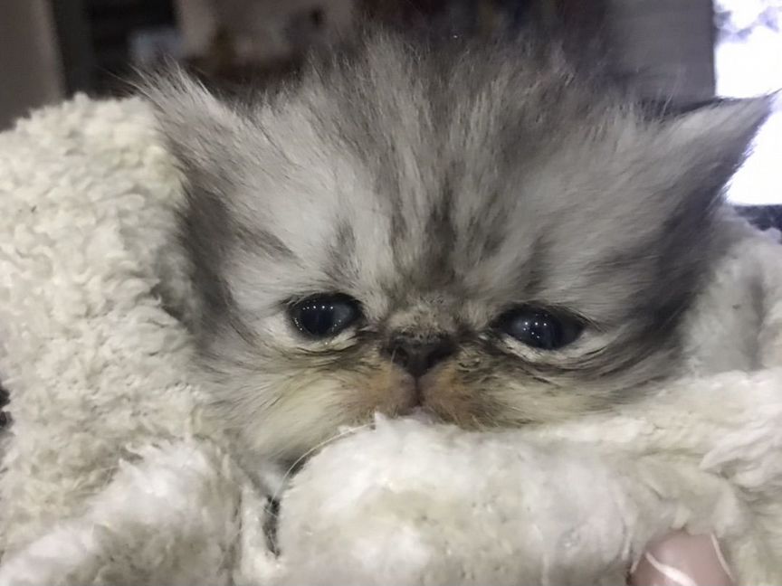 Экзотические короткошерстные котята