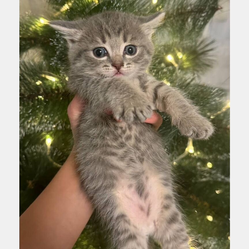 Новогодние котята