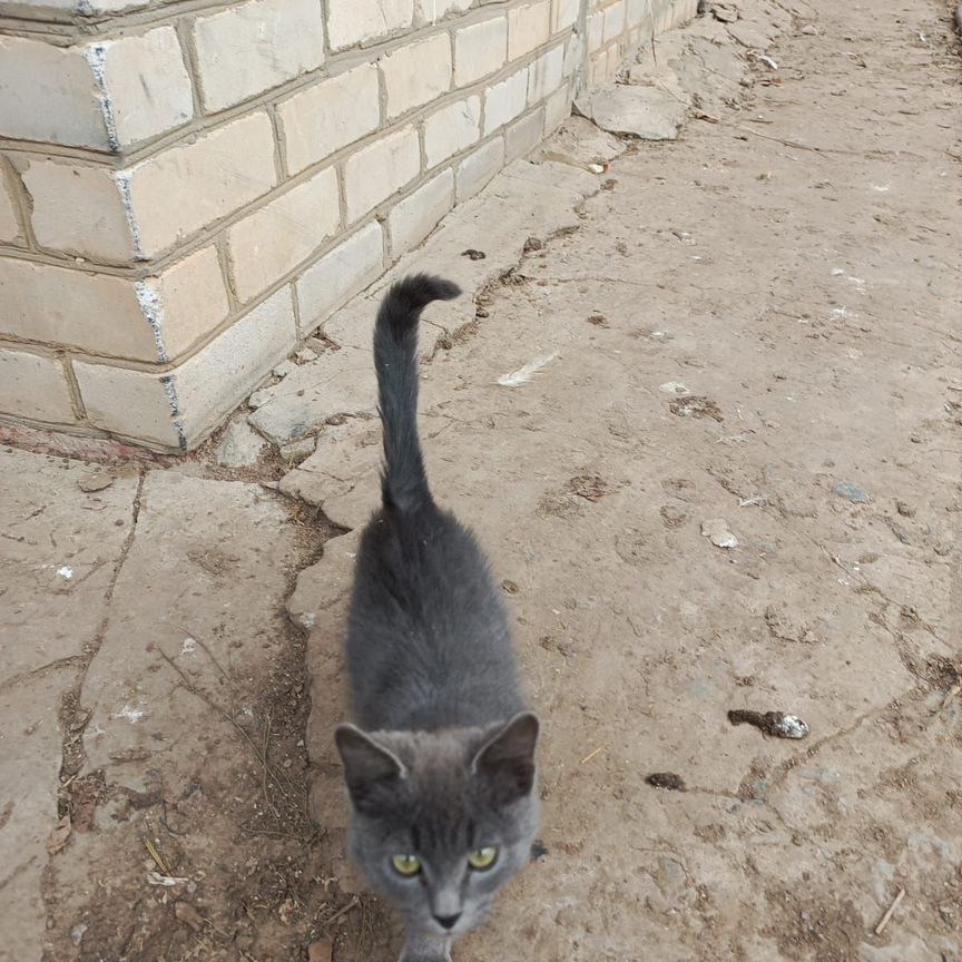 Отдам котиков в добрые руки