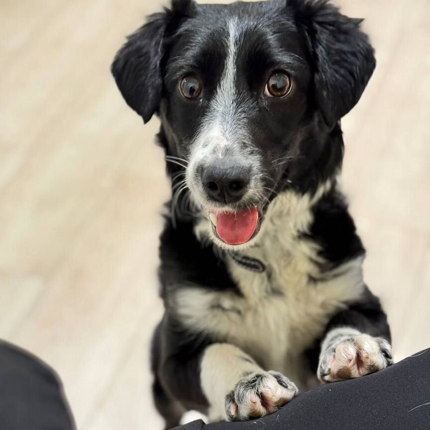 Взрослая собака в добрые руки