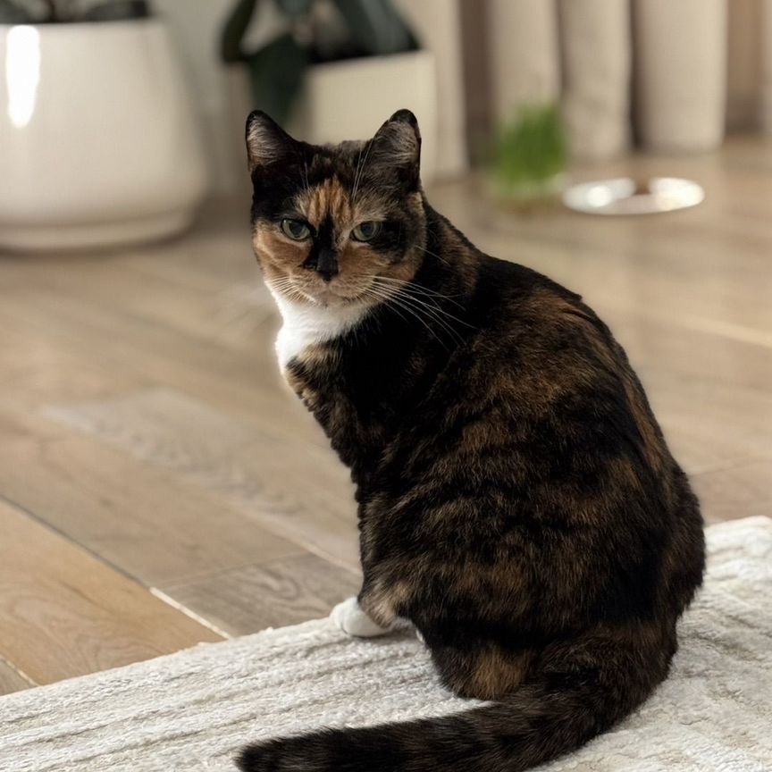 Черепашковая кошка