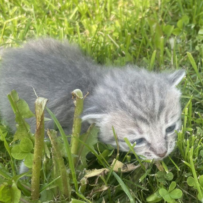 Котята