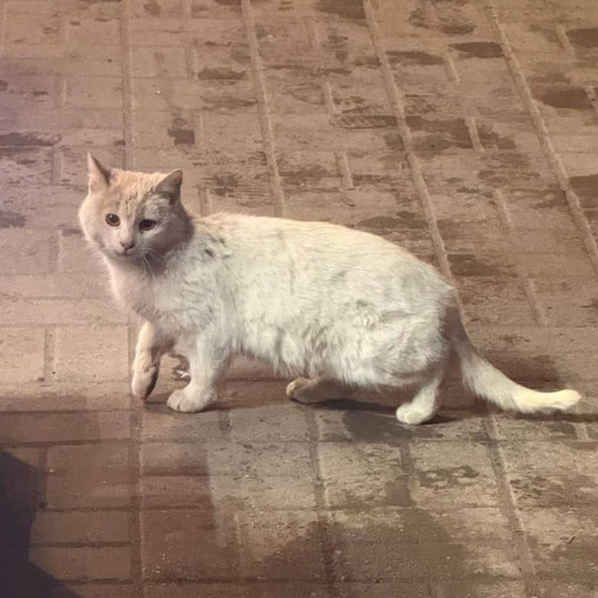 Кошечка