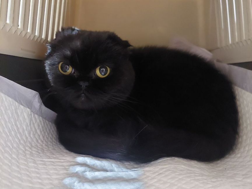 Шотландская вислоухая кошка черная