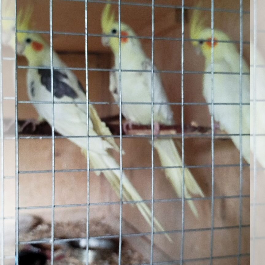 Попугай корелла птенец