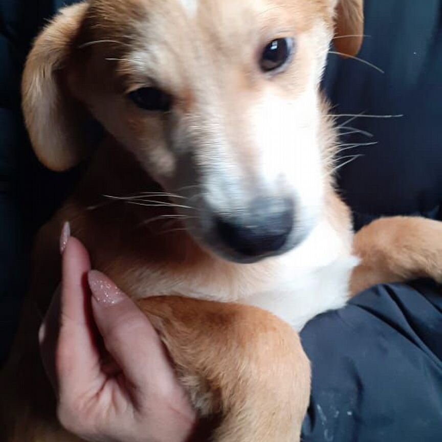 Щенулька- девочка ищет дом