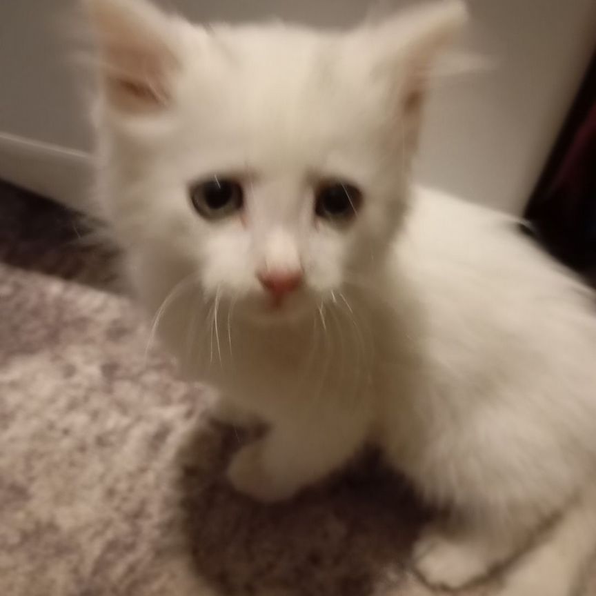 Отдам котенка