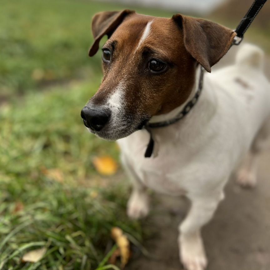 Джек-рассел-терьер, взрослый пёс