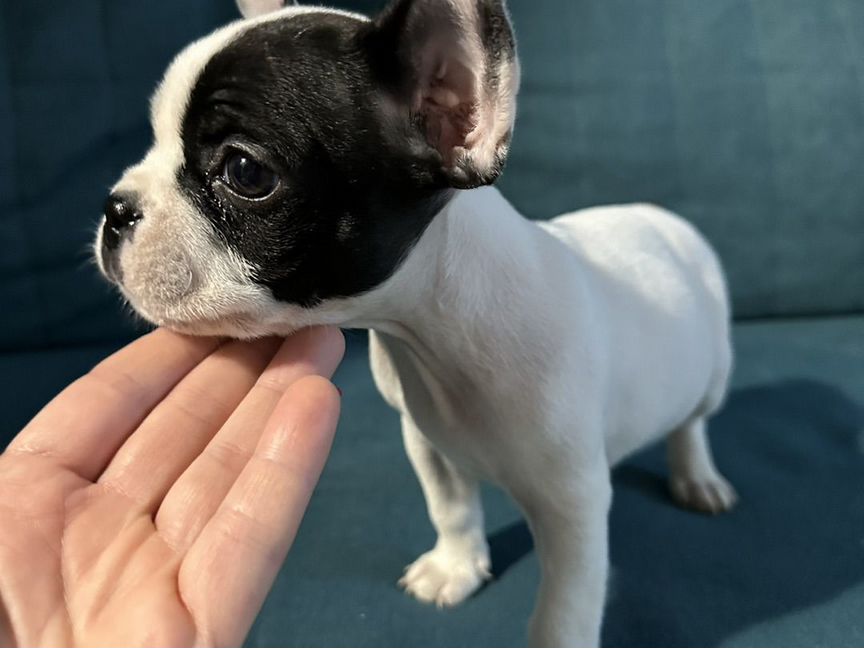 Французский бульдог