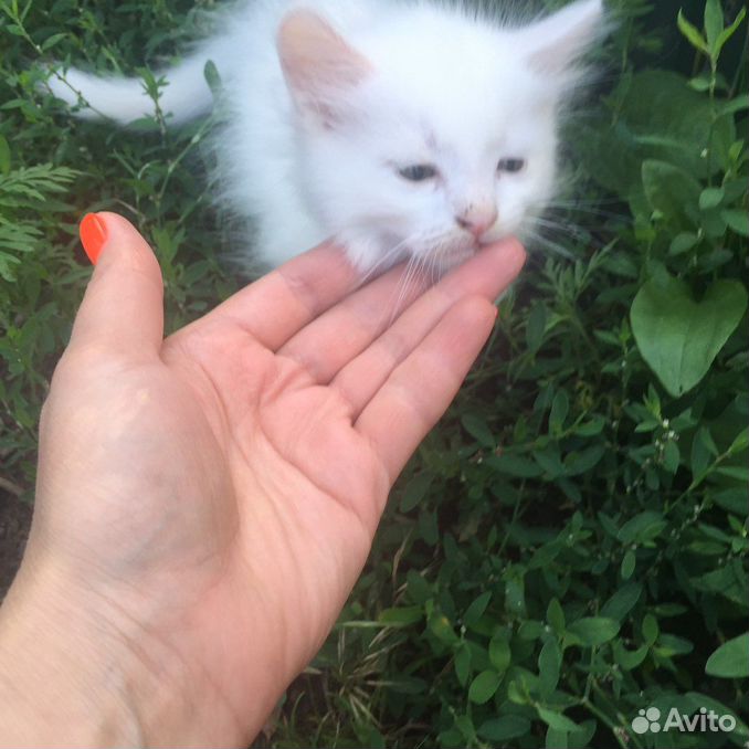 Котенок -альбинос