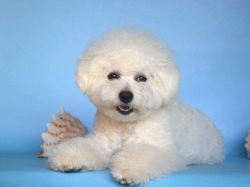 Породные щенки бишон фризе девочка